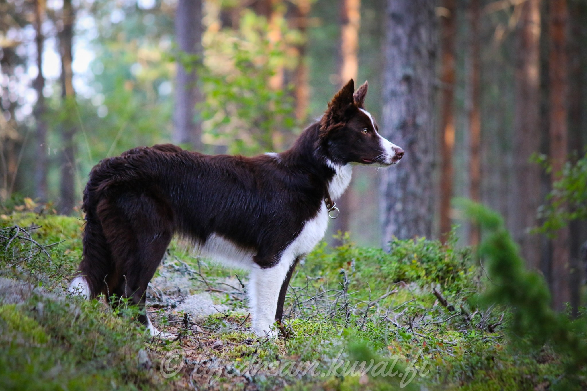 Osa 4: rusinat eli Pk-lajit, (haku ja metsäjälki) ja vepe – Lifedream