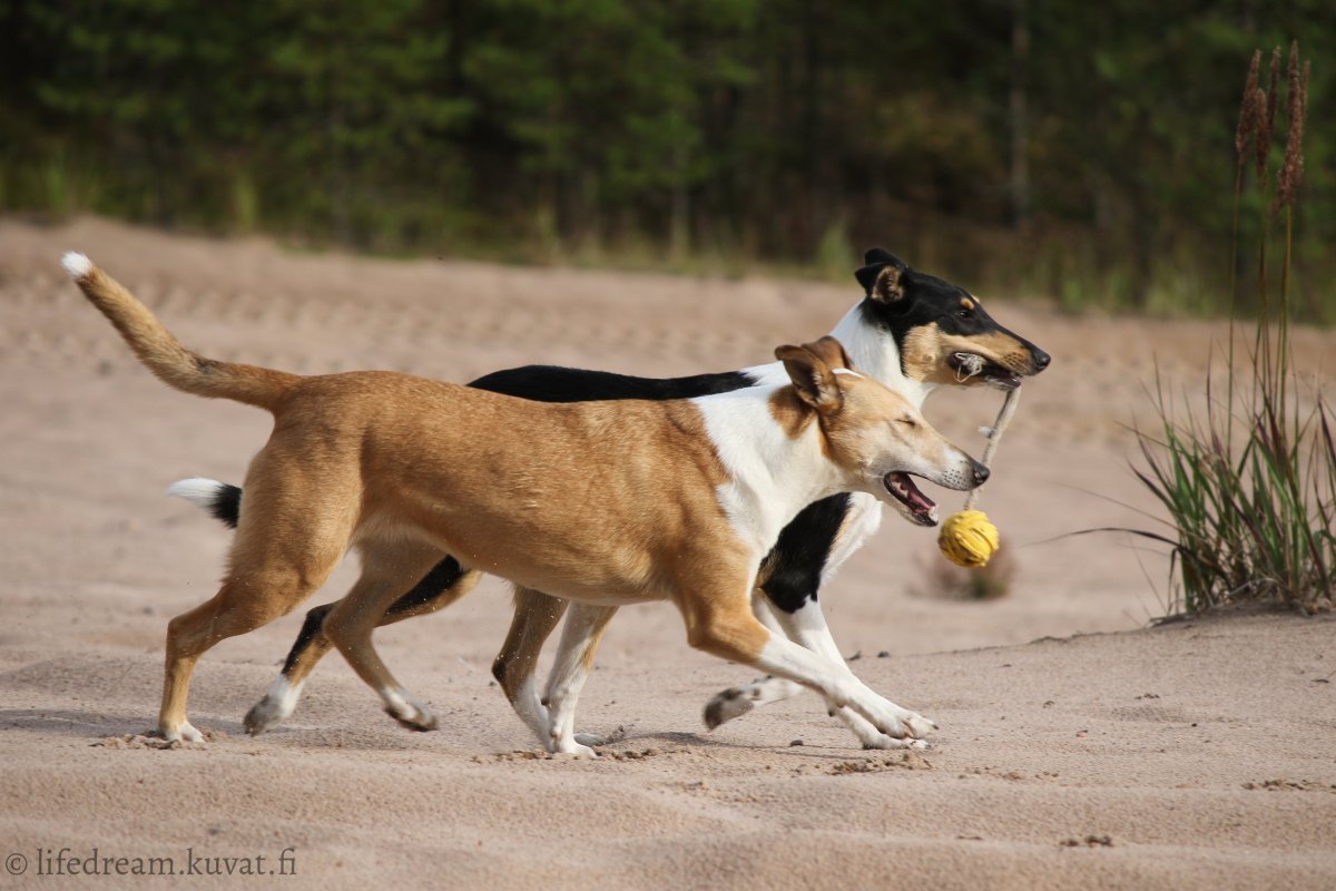 Koiran krooninen kipu – Lifedream